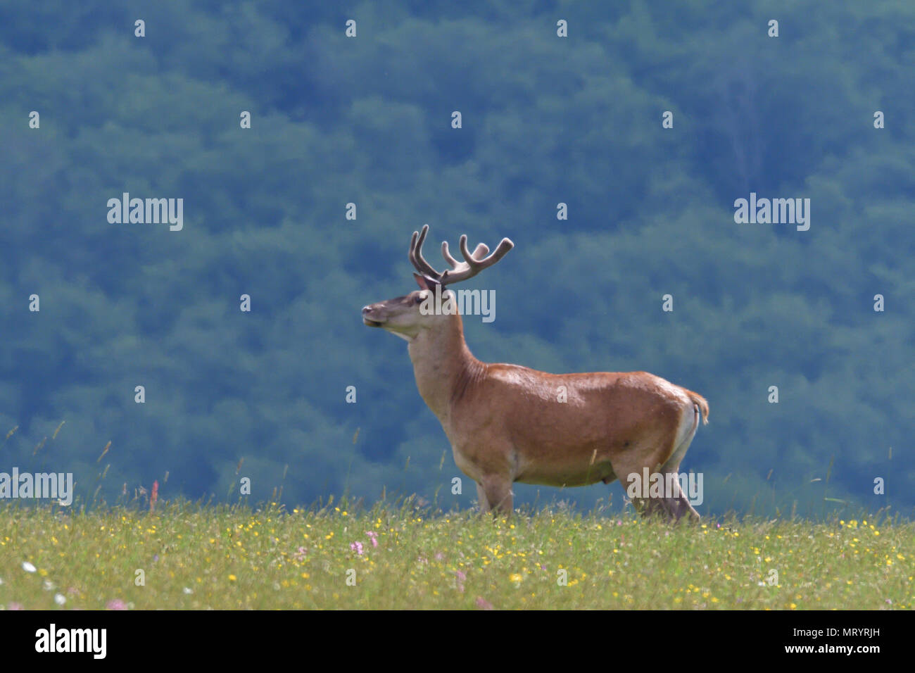 deer stags with antlers in the spring close up portrait Stock Photo - Alamy