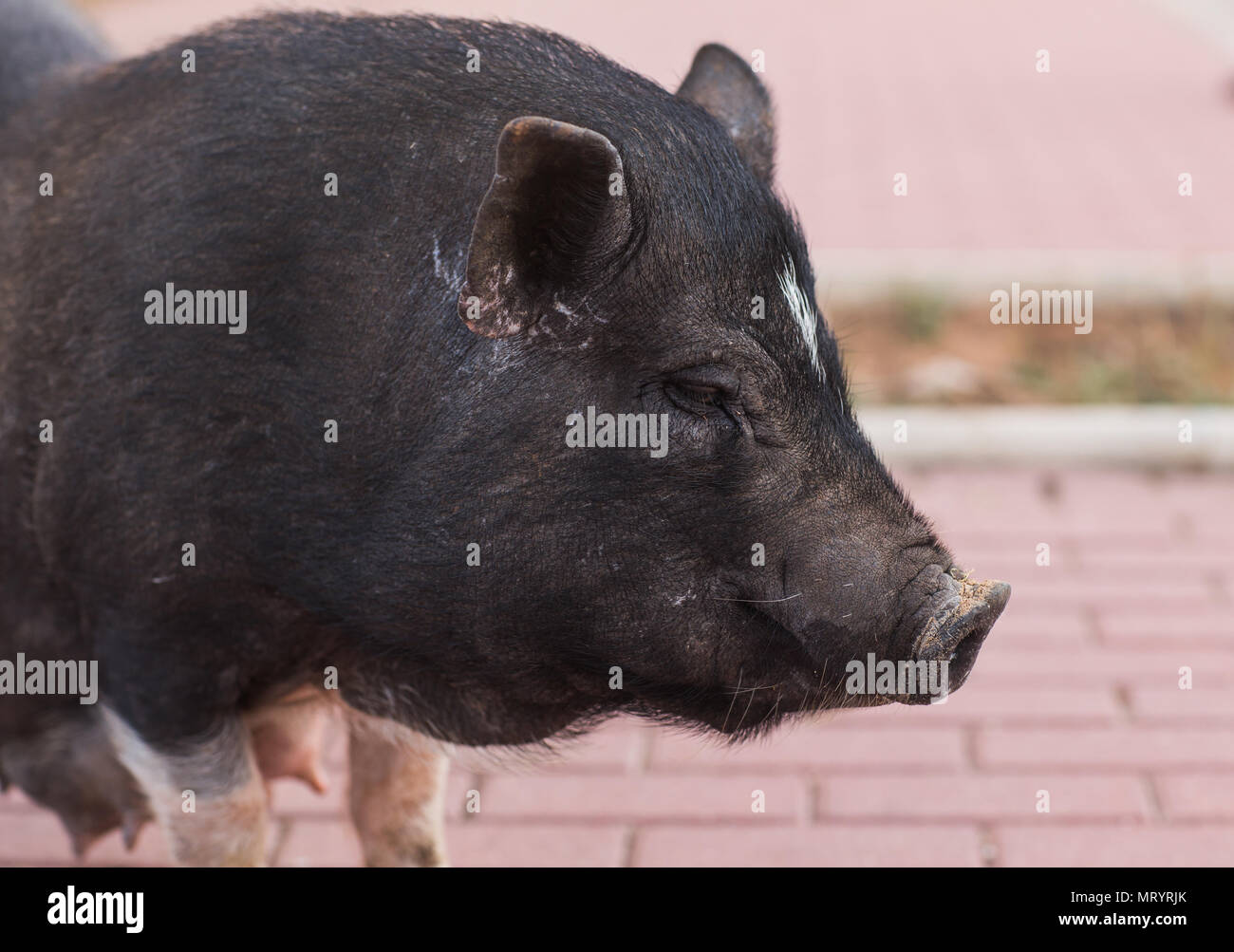 Wild black boar or pig close up. Wildlife in natural habitat Stock ...