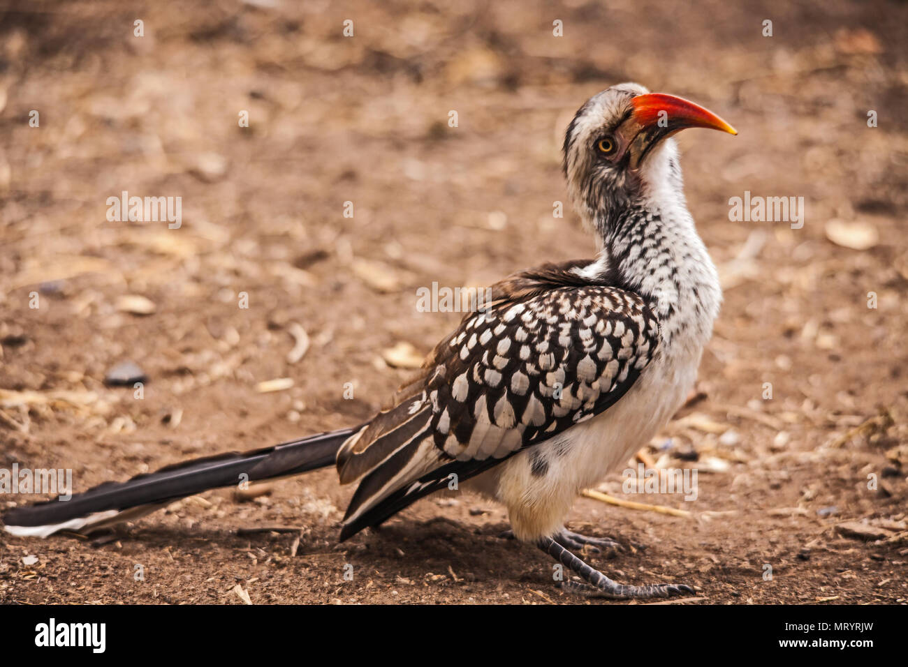 Red-billed Hornbill (Tockus erythrorhynchus Stock Photo - Alamy