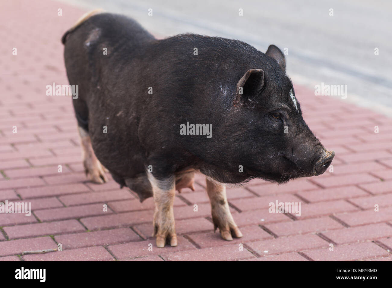 Wild black boar or pig. Wildlife in natural habitat Stock Photo - Alamy