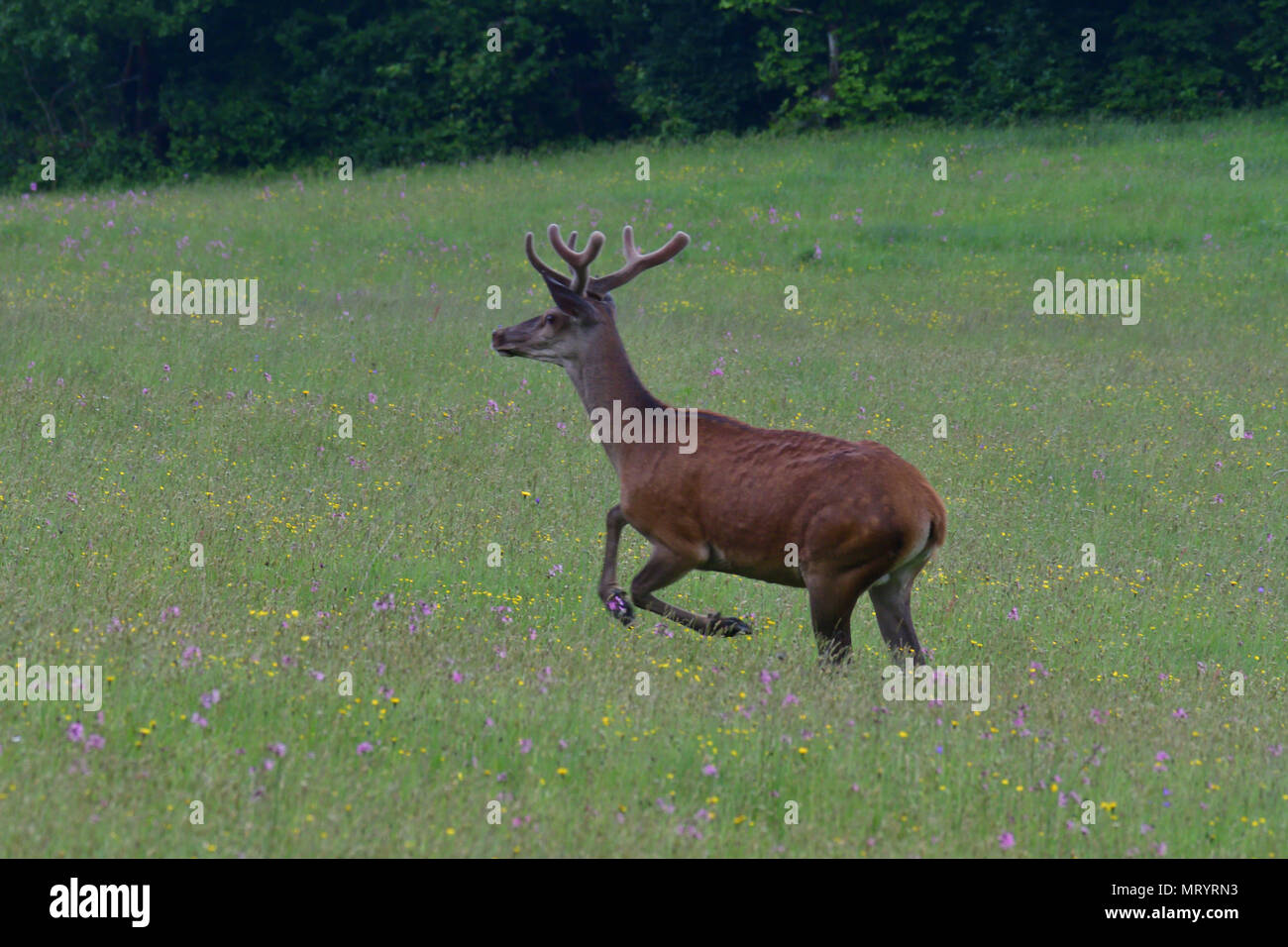 deer stags with antlers in the spring close up portrait Stock Photo - Alamy