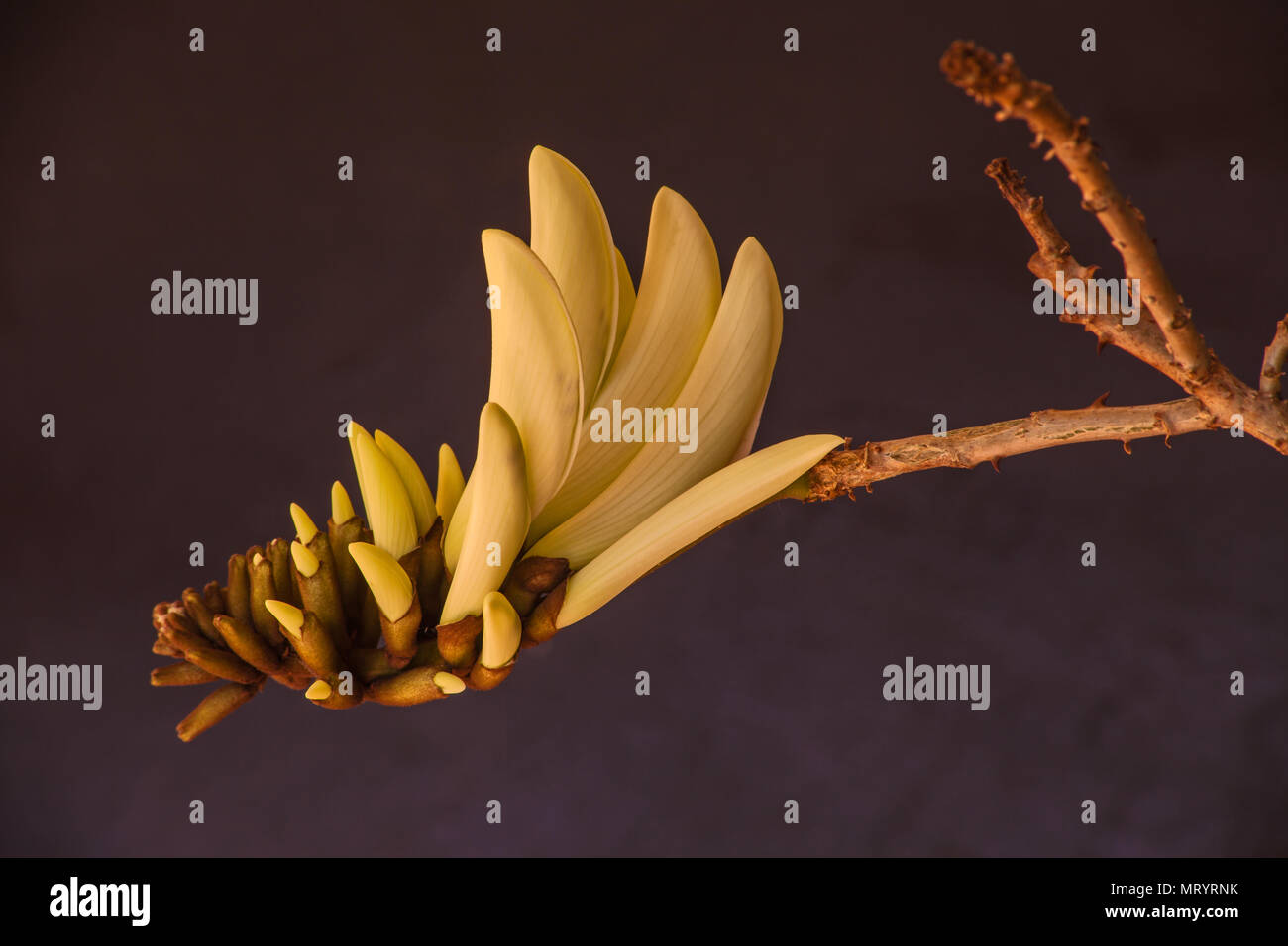 Flame coral tree flower hi-res stock photography and images - Alamy