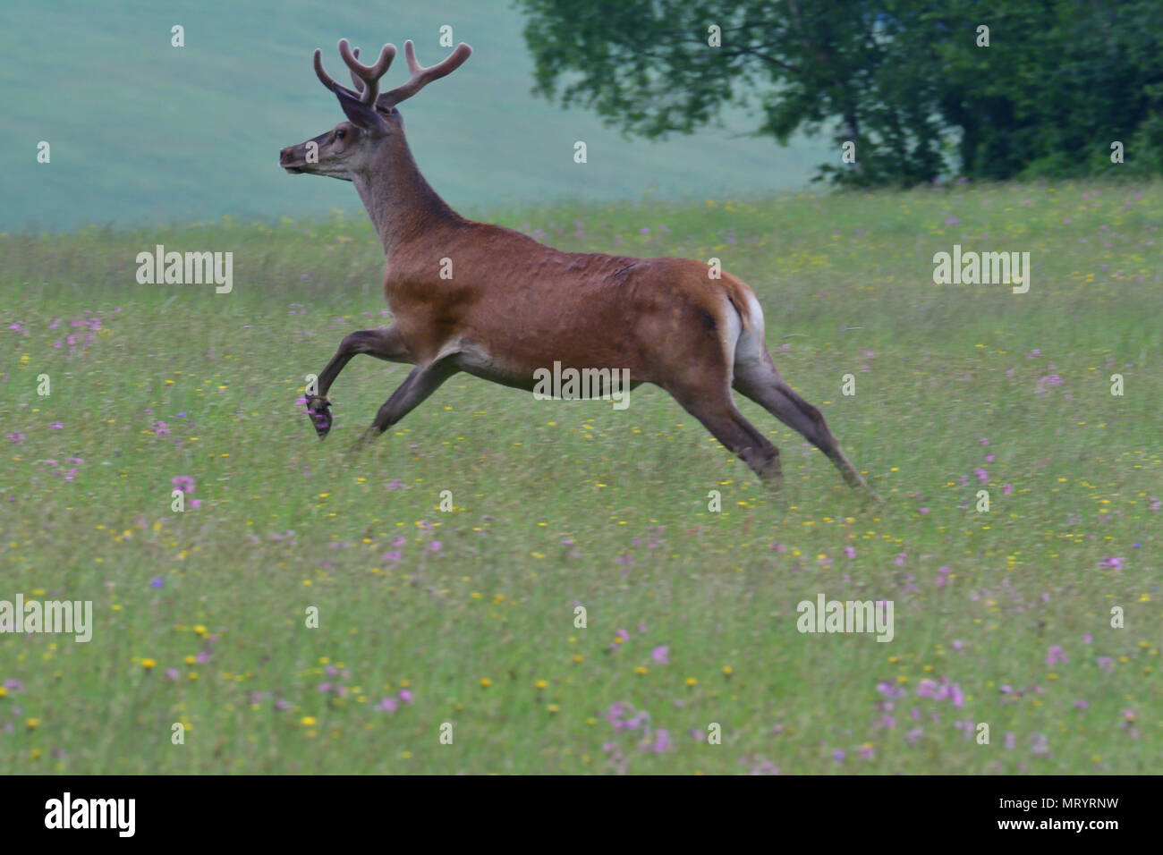 deer stags with antlers in the spring close up portrait Stock Photo - Alamy
