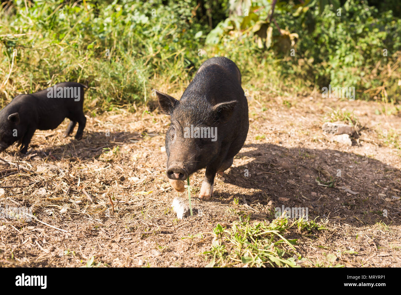 Wild black boar or pig close up. Wildlife in natural habitat Stock ...
