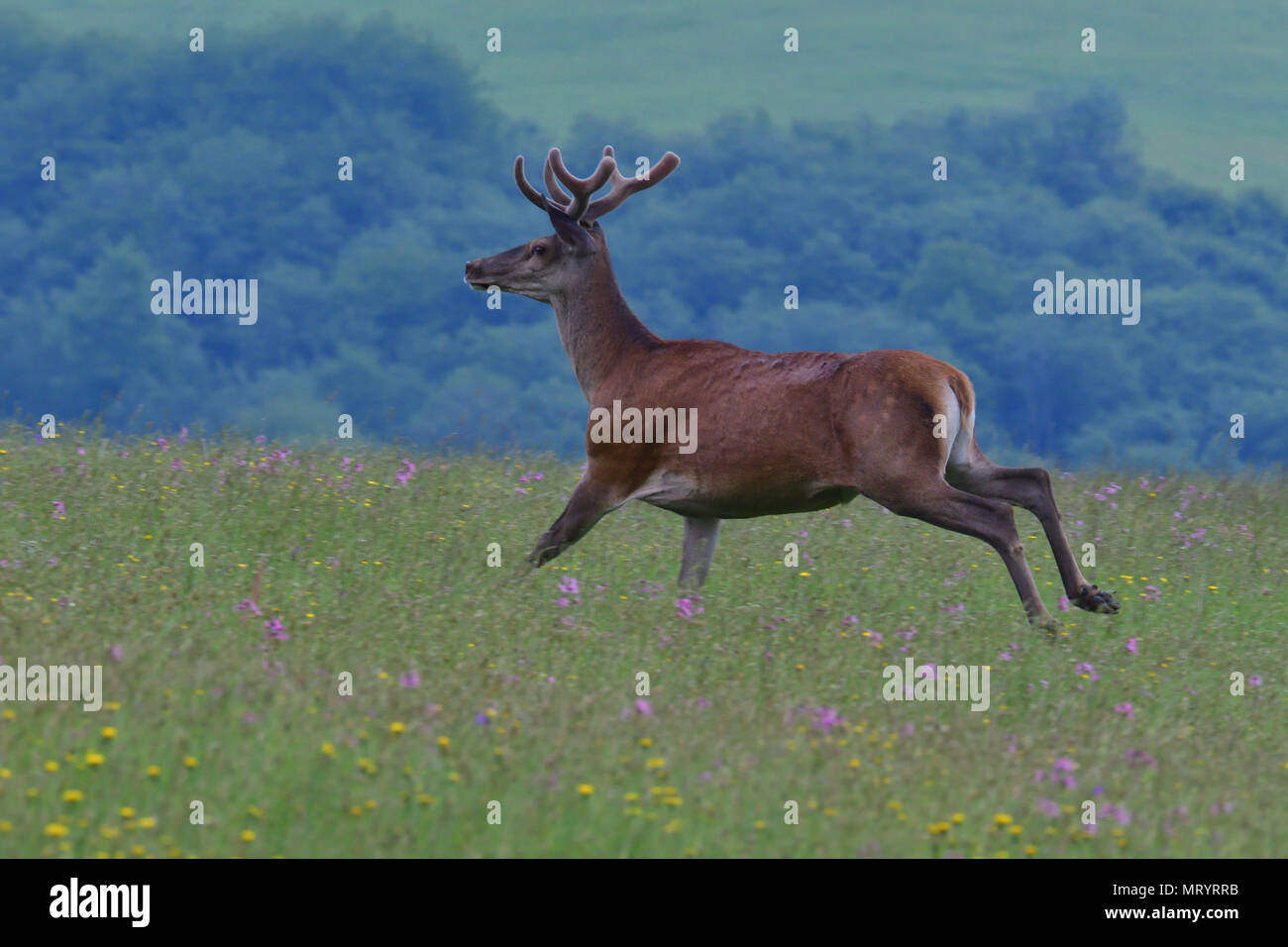 deer stags with antlers in the spring close up portrait Stock Photo - Alamy