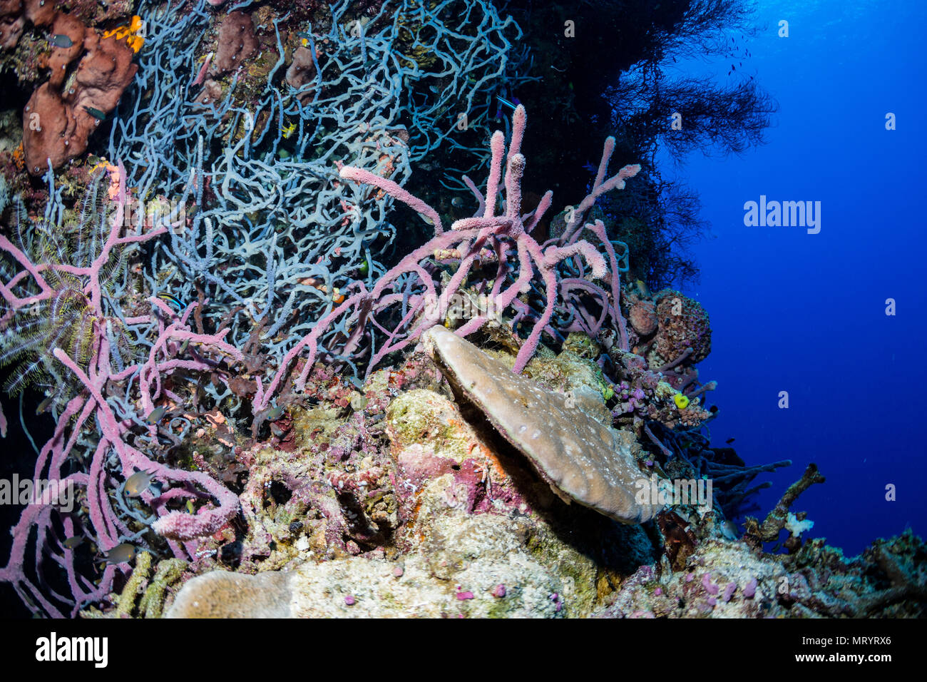Rope sponges (Aplysina cauliformis) grow under a ledge on a reef in ...