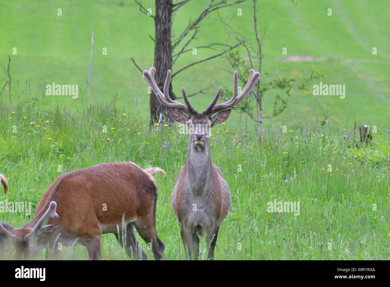 deer stags with antlers in the spring close up portrait Stock Photo - Alamy