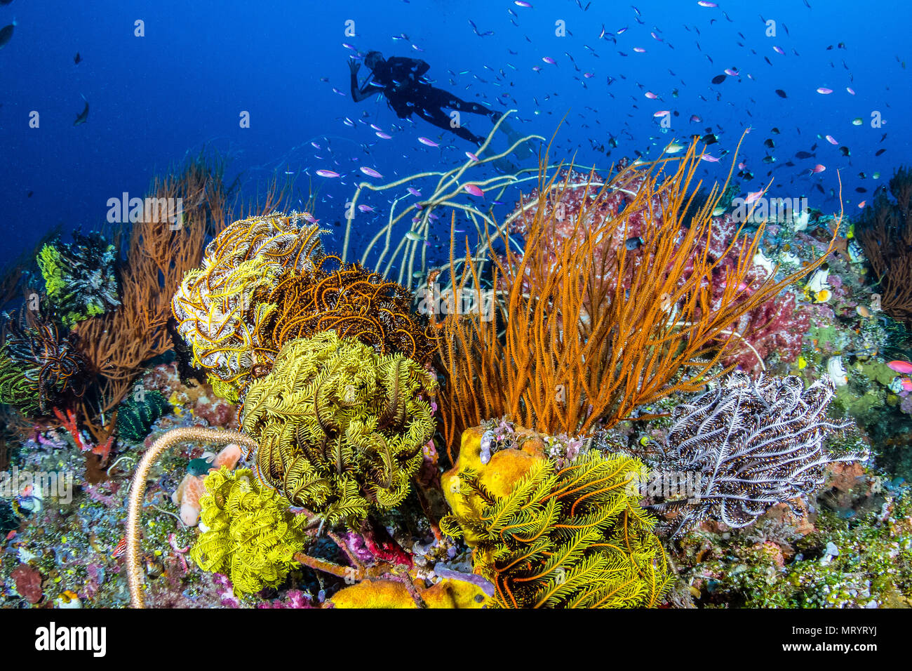 A scuba diver hovers above a colorful reef full of coral in Kimbe Bay ...
