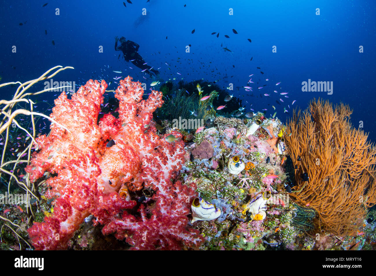 A scuba diver hovers above a colorful reef full of coral in Kimbe Bay ...