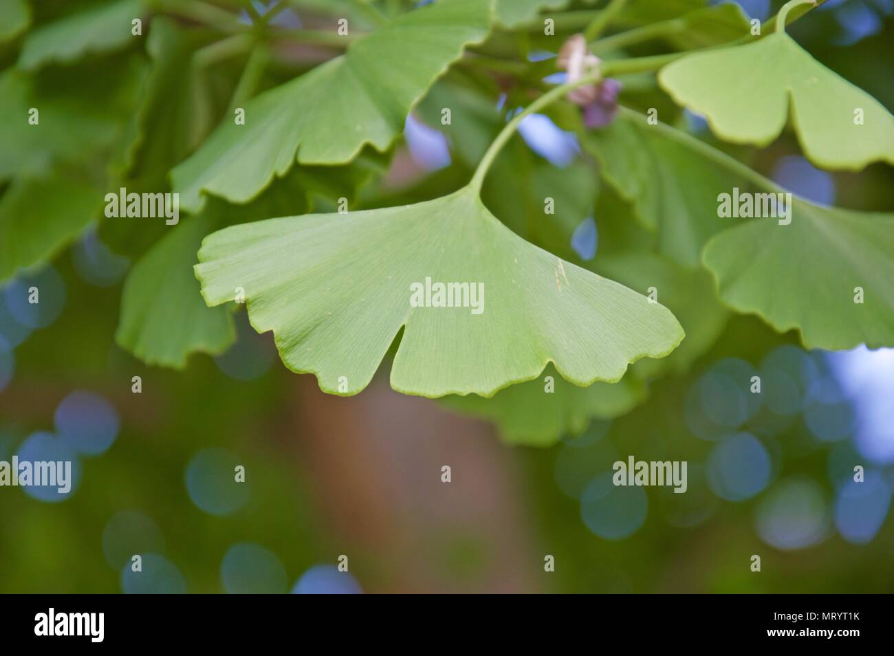 Ginko biloba spring hi-res stock photography and images - Alamy