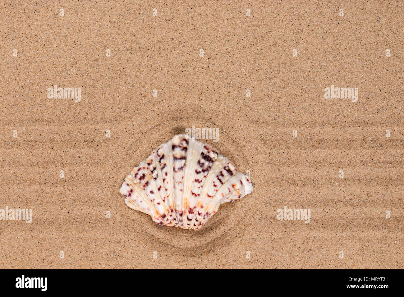 Beautiful seashell lying in the center of a circle made of sand. With a ...