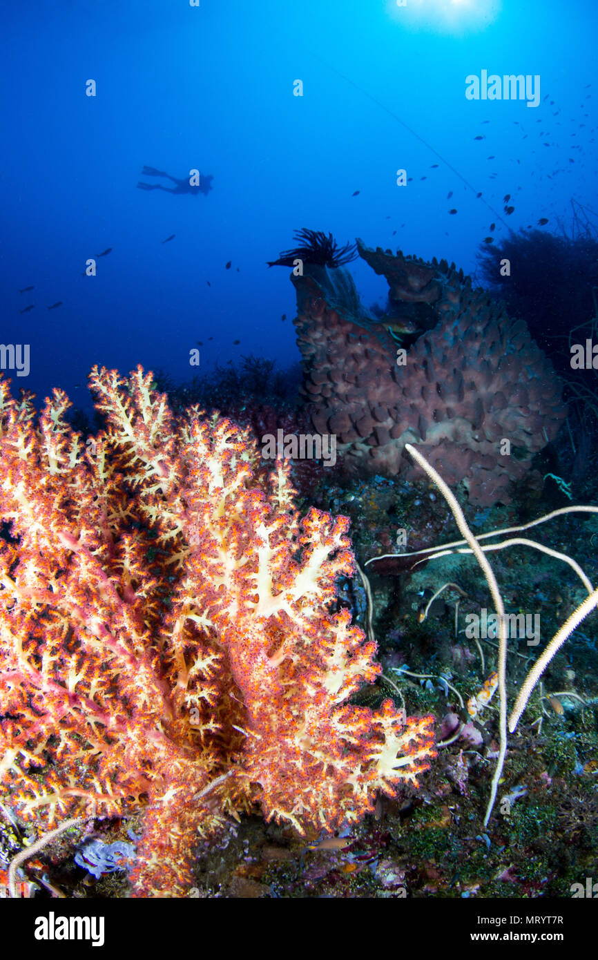 A scuba diver floats high above the reef in Kimbe Bay, Papua New Guinea ...