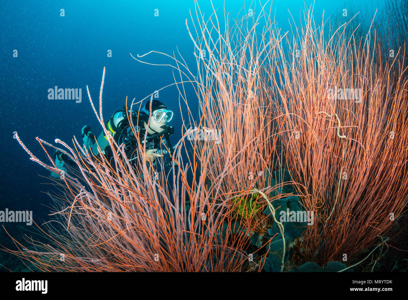 A scuba diver admires sea whips grow among sponges, gorgonians and sea ...