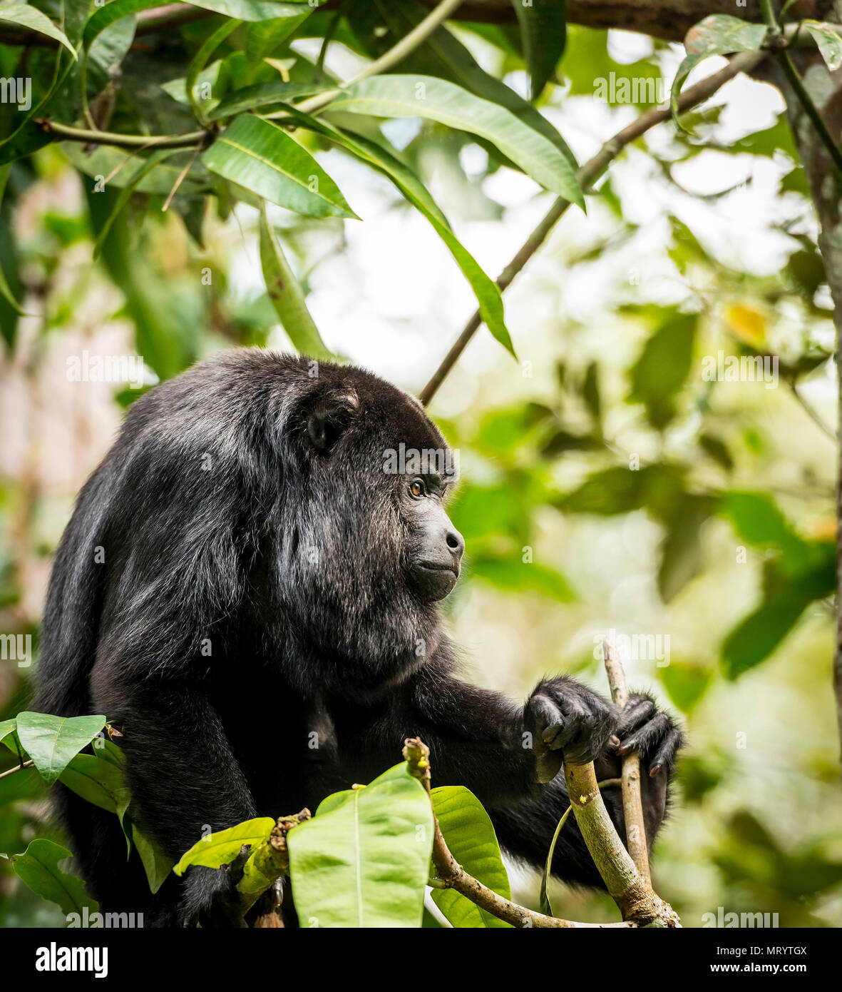 Black Howler Monkey sitting in the forest Stock Photo - Alamy