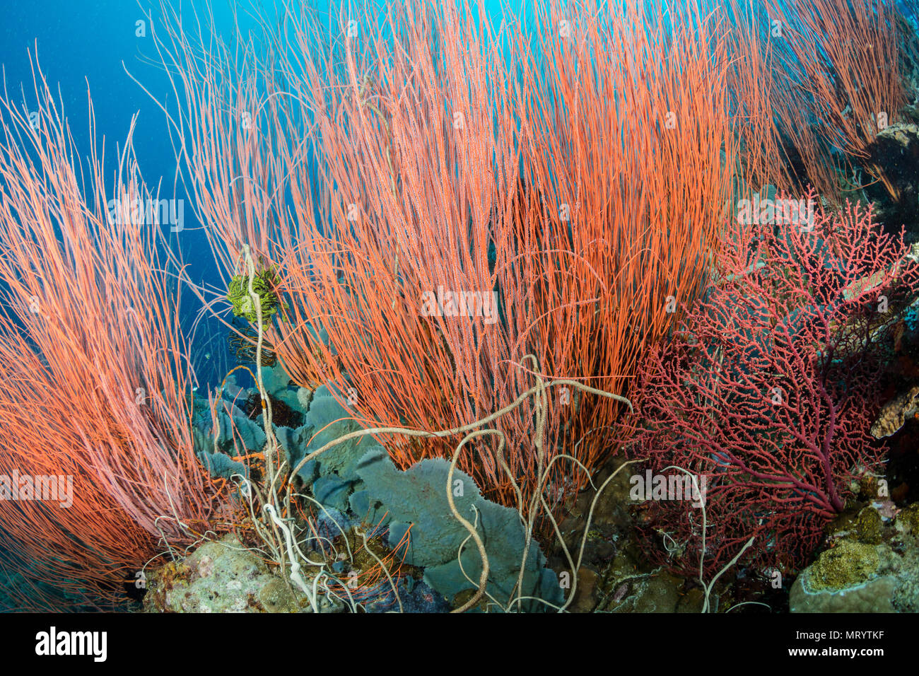 Sea whips grow among sponges, gorgonians and sea fans on a lush reef in ...