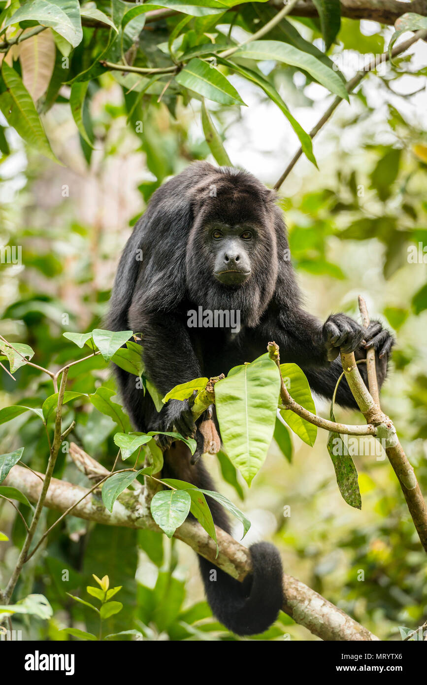 Black Howler Monkey sitting in the forest Stock Photo - Alamy