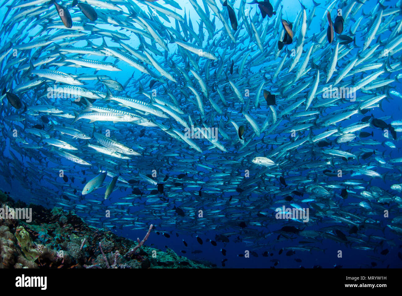 A large school of blackfin barracuda (Sphyraena qenie) swims in a tight ...