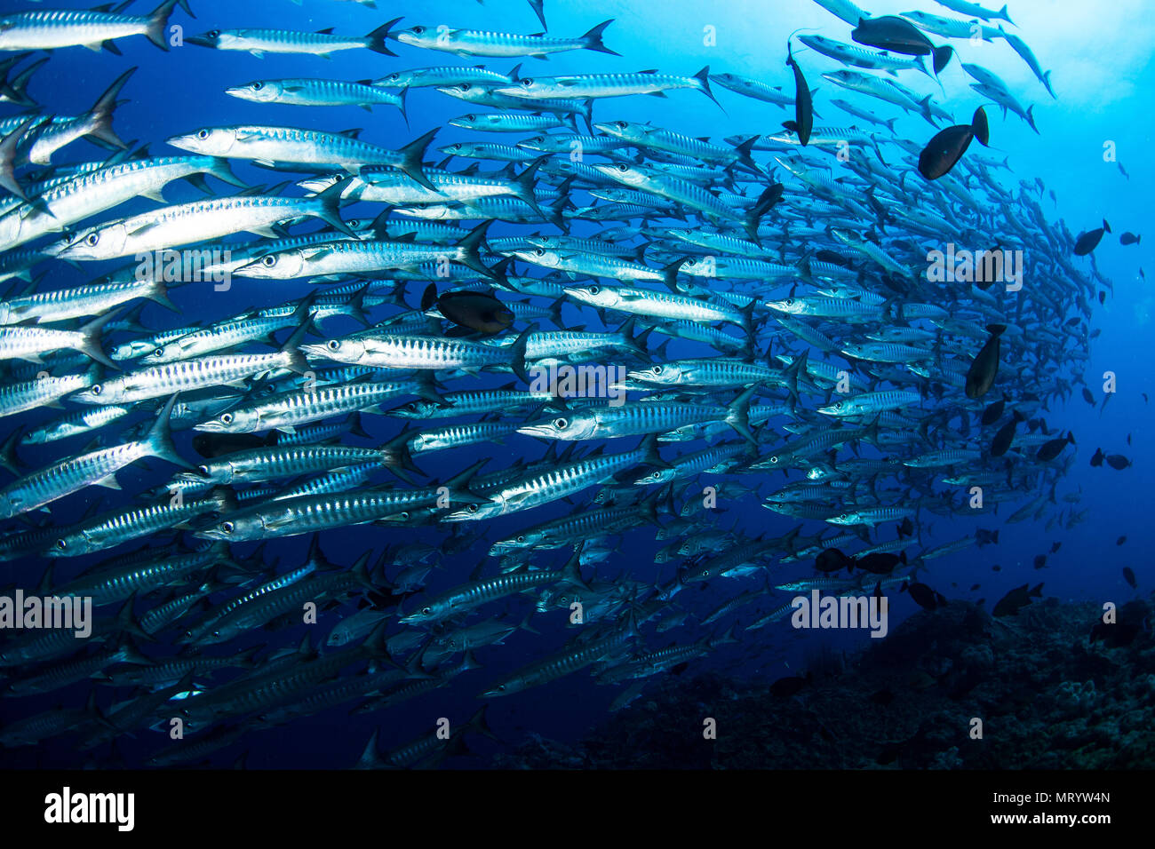 A large school of blackfin barracuda (Sphyraena qenie) swims in a tight ...