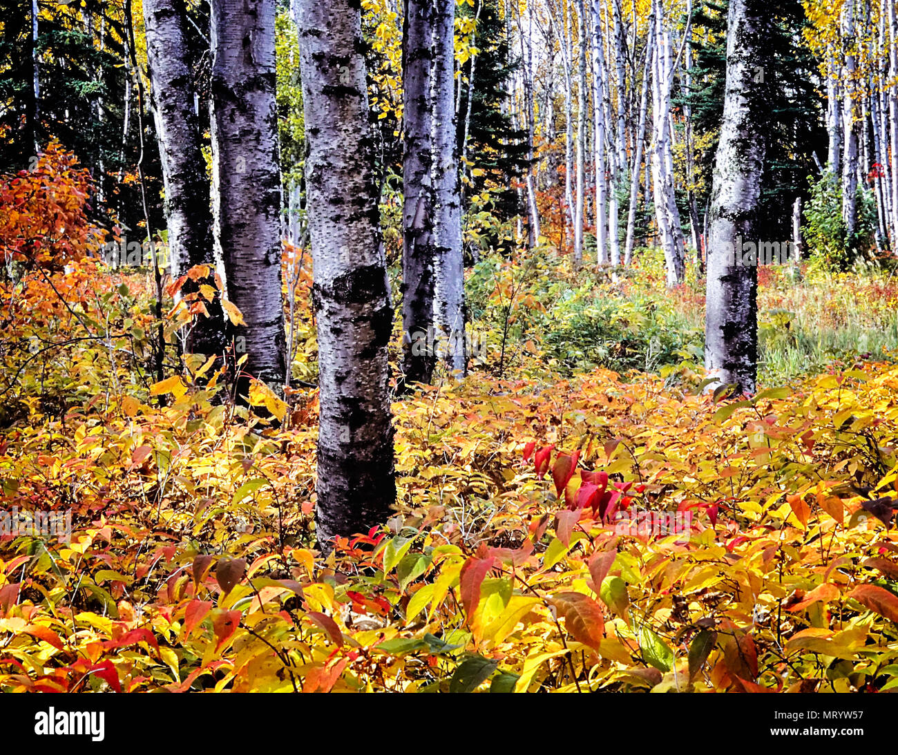 Forest underbrush changes to vibrant colors during the fall on the ...
