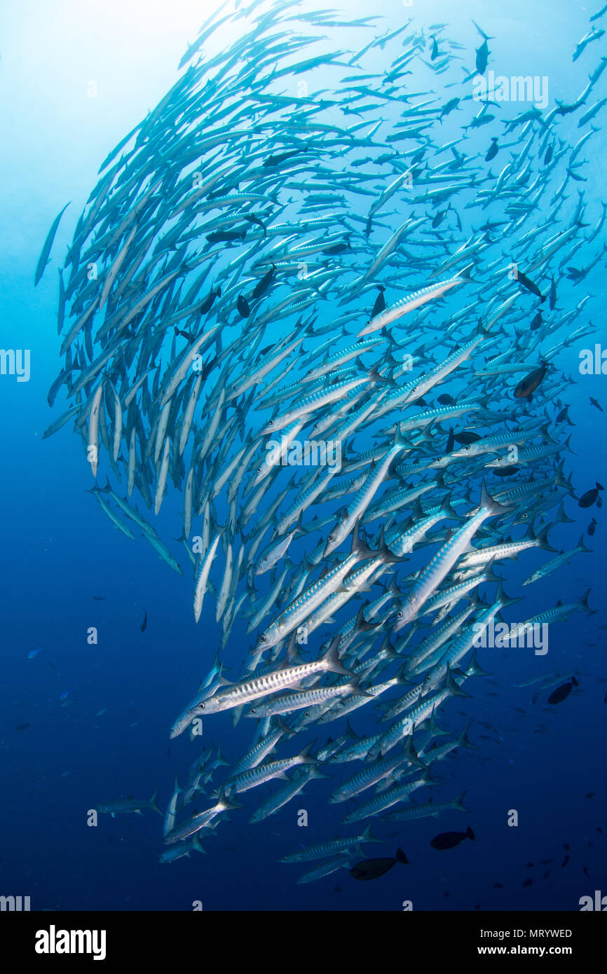 Fish school circle hi-res stock photography and images - Alamy