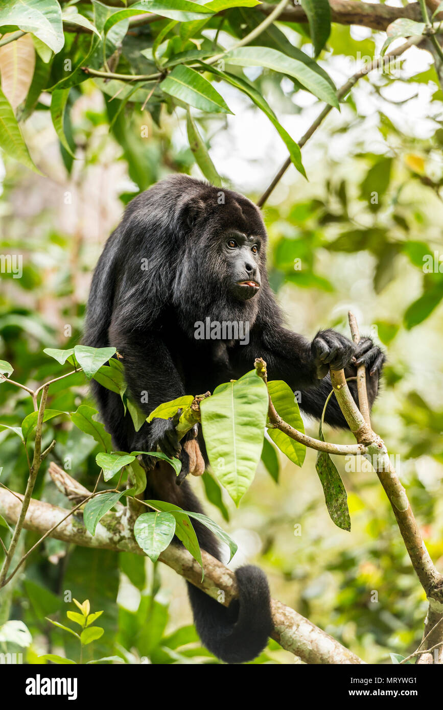 Black Howler Monkey poking tongue out in the forest Stock Photo - Alamy