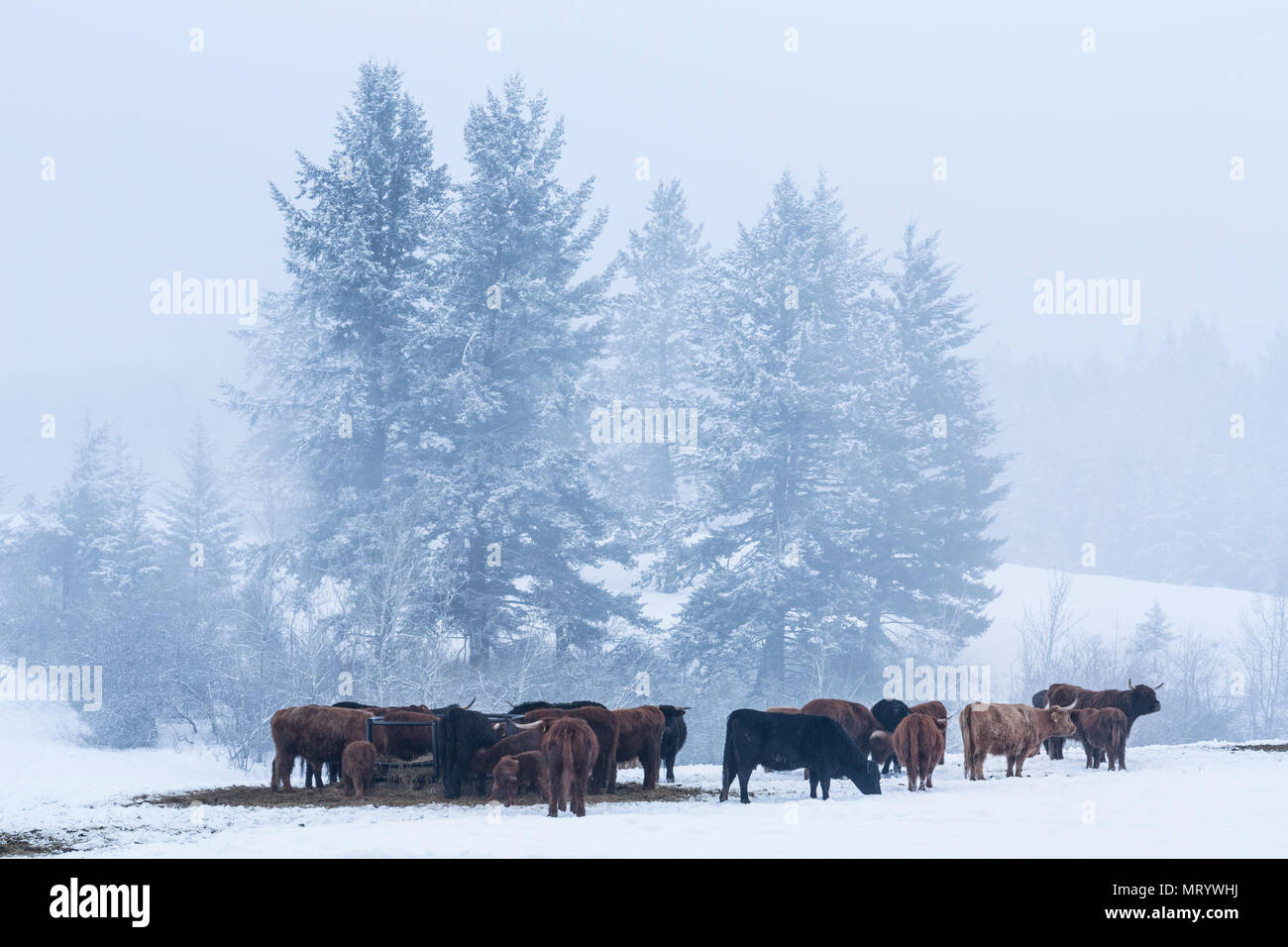 Ranching range hi-res stock photography and images - Alamy