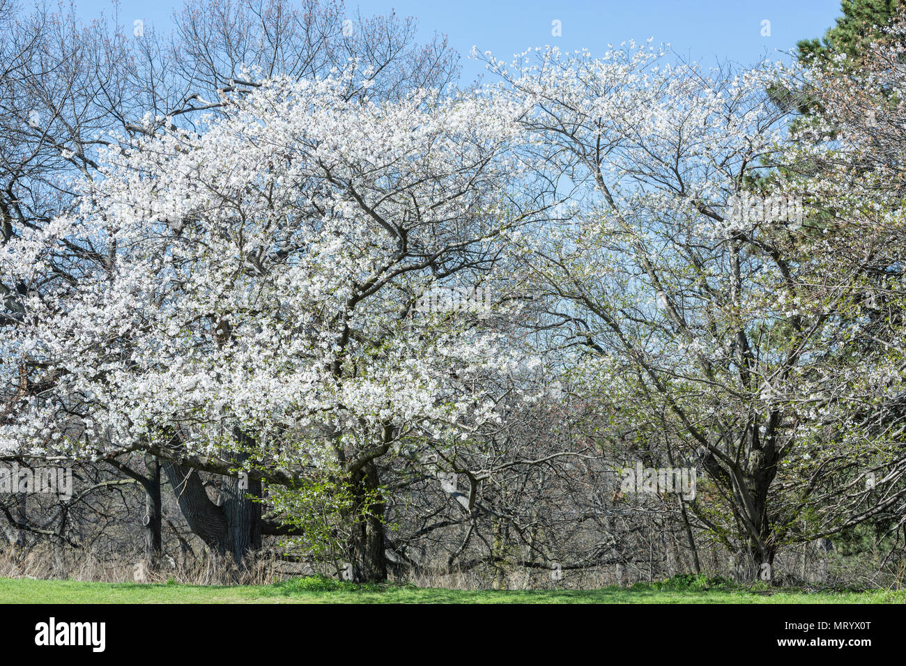 High park toronto hi-res stock photography and images - Alamy