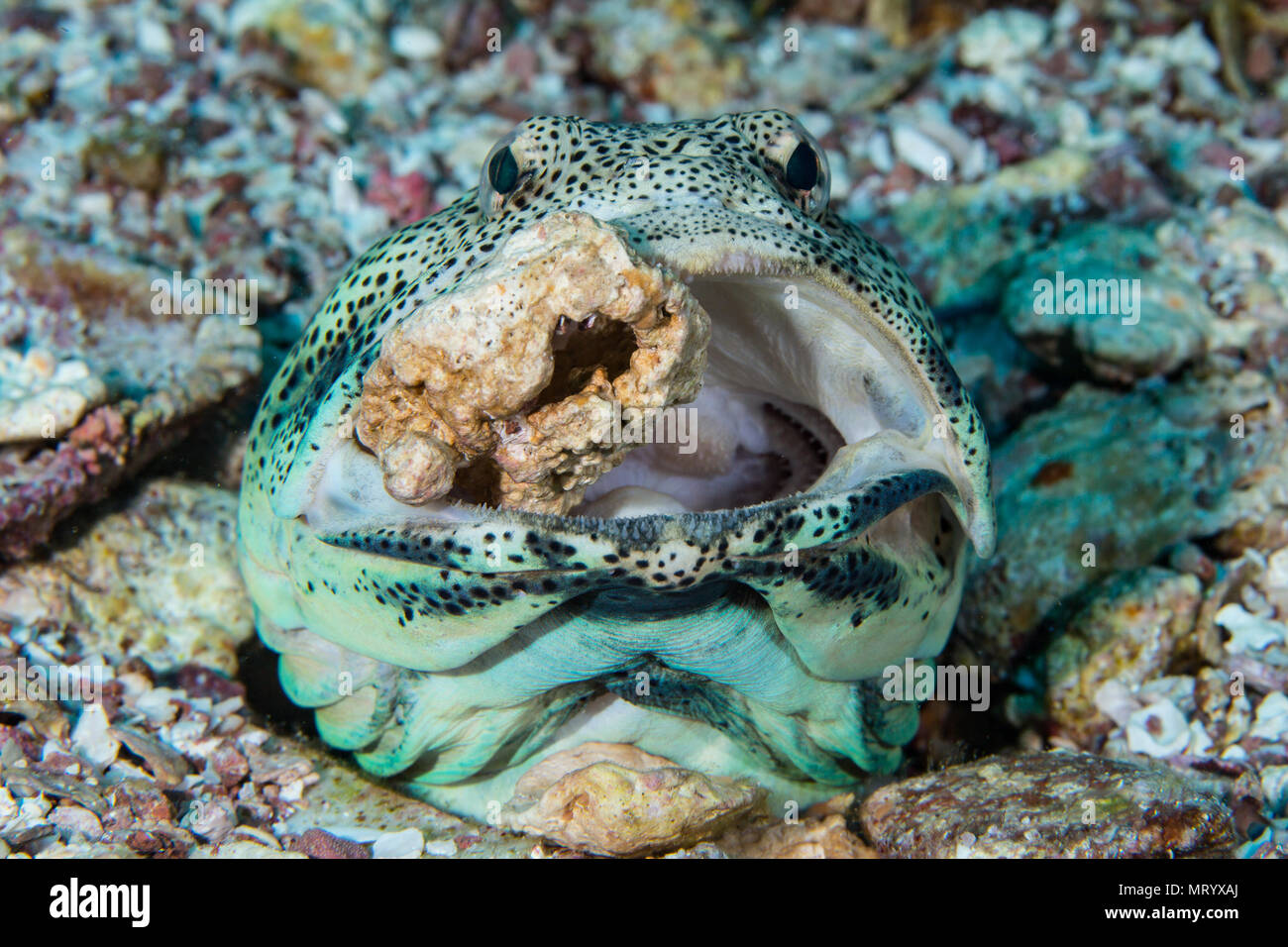 Finespotted jawfish hi-res stock photography and images - Alamy