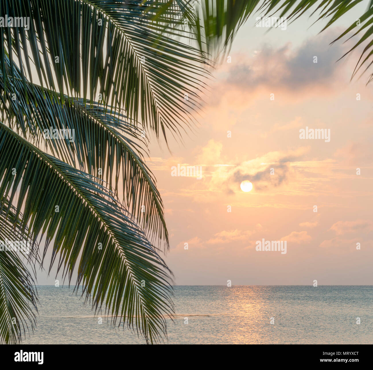 Tropical island background of palm trees at sunrise in the Caribbean ...