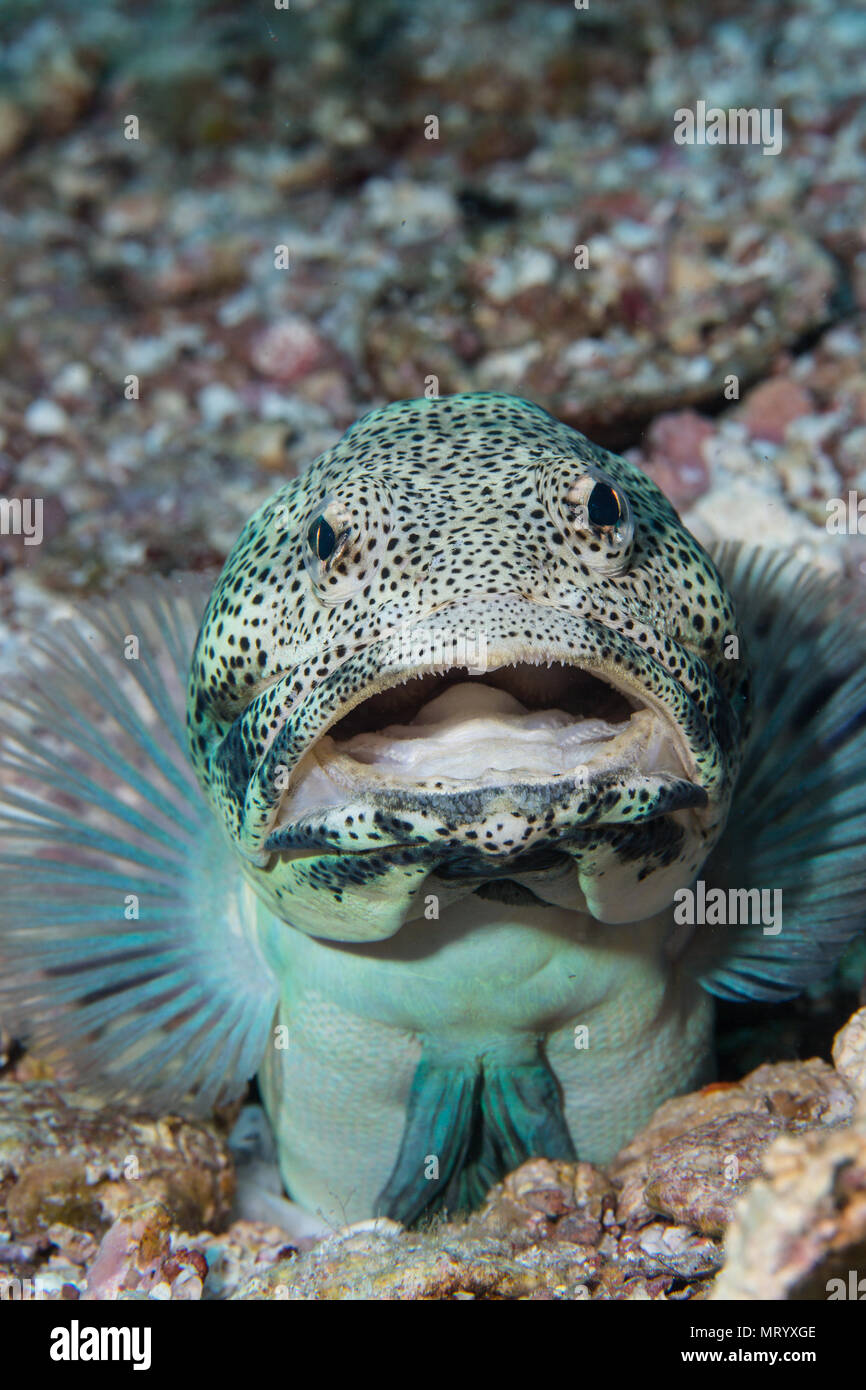 A finespotted jawfish (Opistognathus punctatus) sits in it's home at a ...