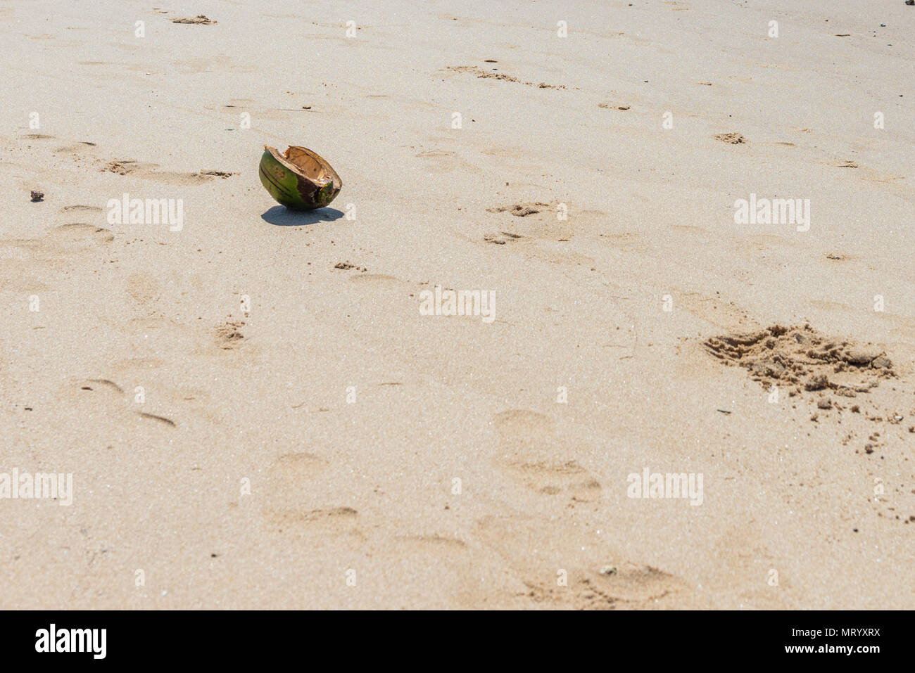 Cutted dried coconut over the beach sand ground Stock Photo - Alamy
