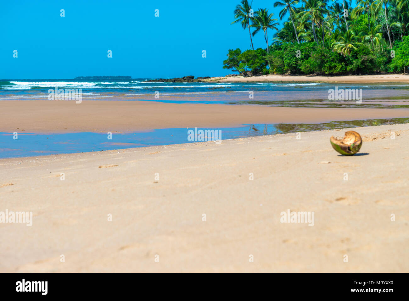 Cutted dried coconut over the beach sand ground Stock Photo - Alamy