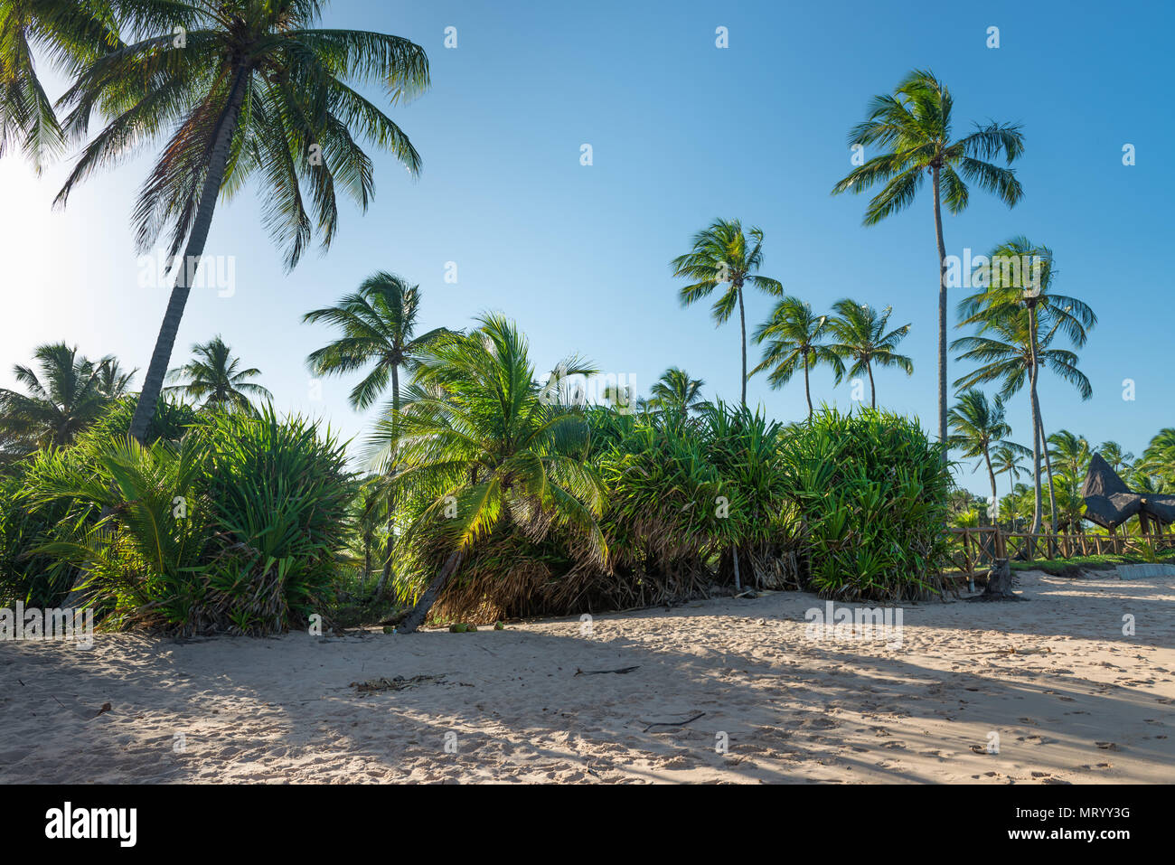 Coconut in the sand hi-res stock photography and images - Alamy