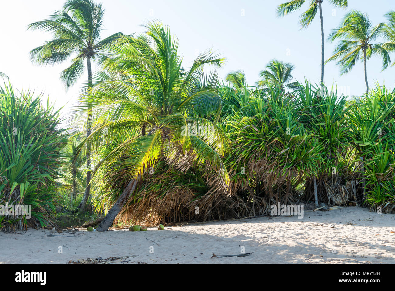 Coconut in the sand by the coconut palm tree trunk Stock Photo - Alamy