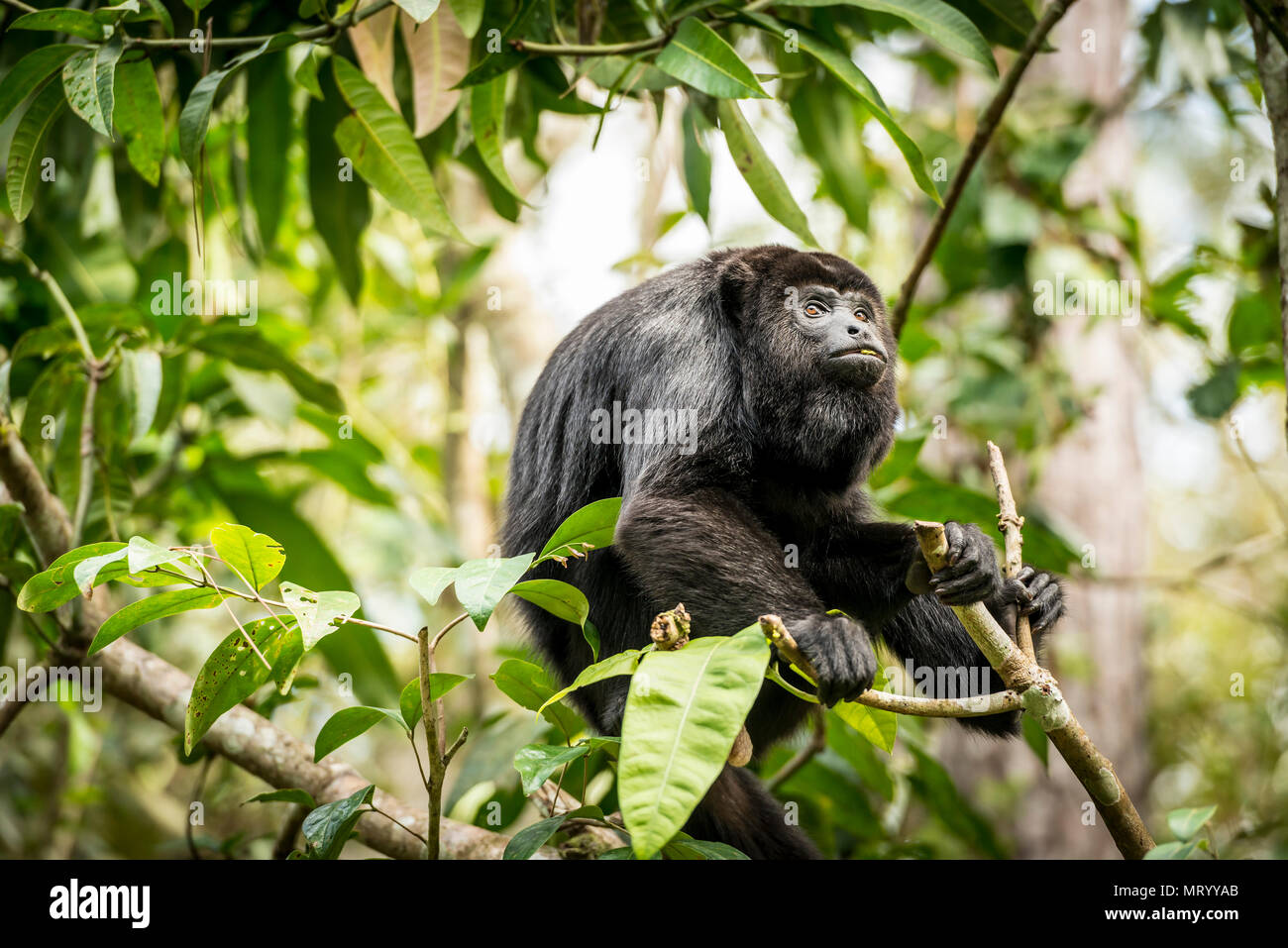 Black Howler Monkey sitting in the forest Stock Photo - Alamy