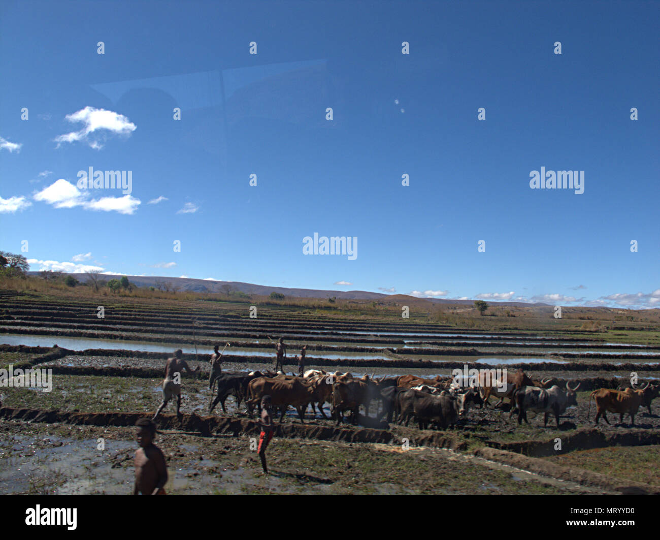 Rice field near Anja, Ambalavao, madagascar, Africa Stock Photo - Alamy