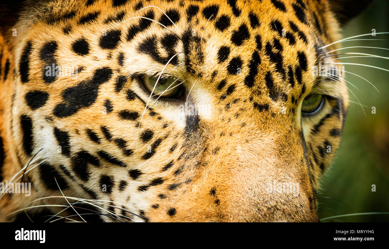 Jaguar Eyes Close Up
