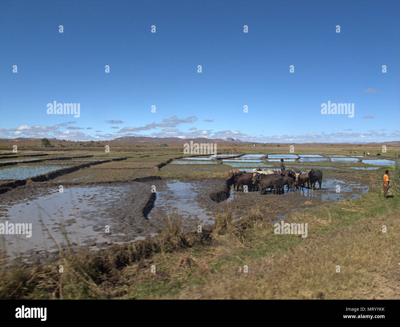 Madagascar anja park hi-res stock photography and images - Alamy