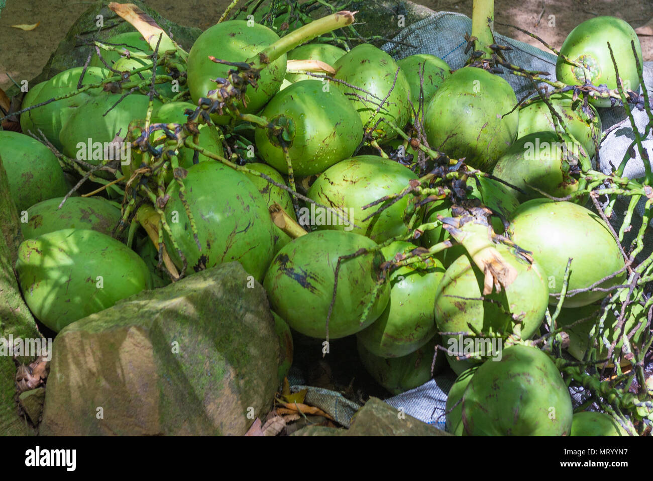 Abstract coconut hi-res stock photography and images - Alamy