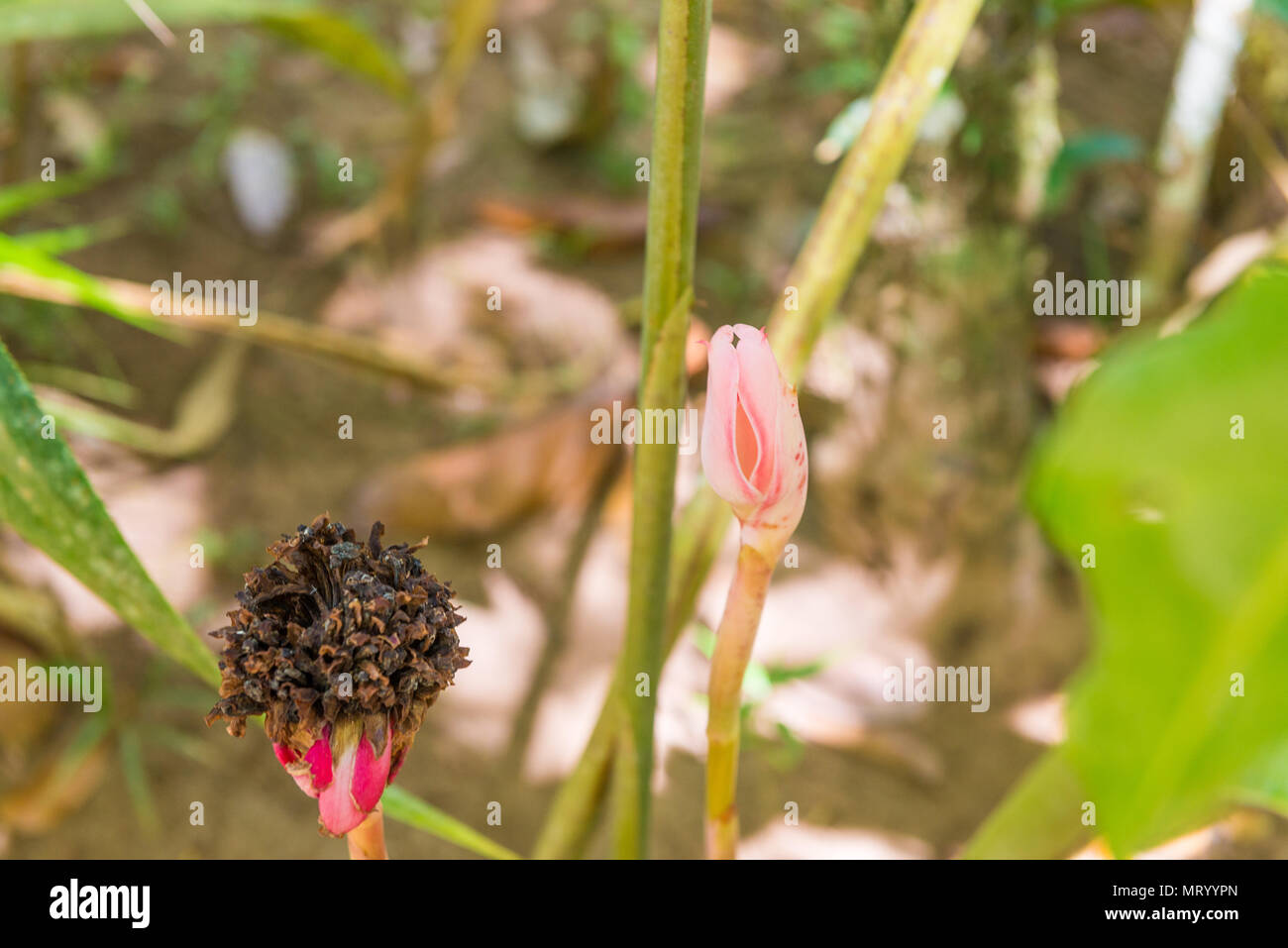 Dead flower in nature hi-res stock photography and images - Alamy