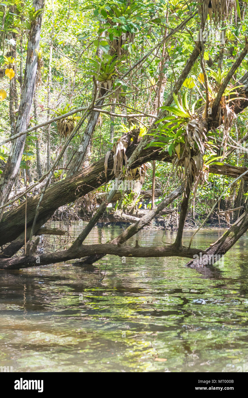 Fallen tree trunk inside mangroves in nature with forest behind Stock ...