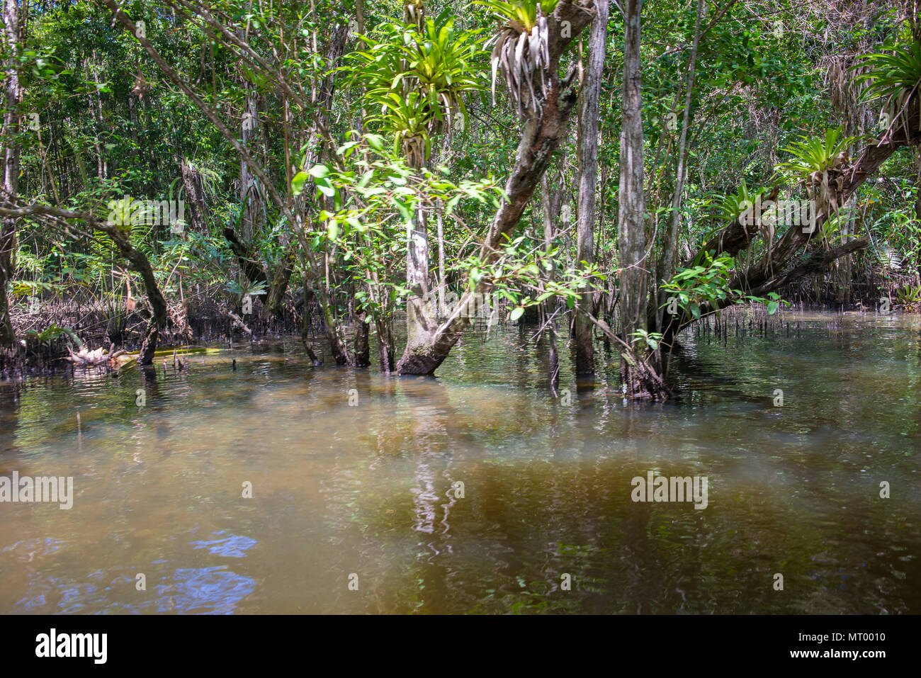 Mangroves green water and roots above ground in nature Stock Photo - Alamy
