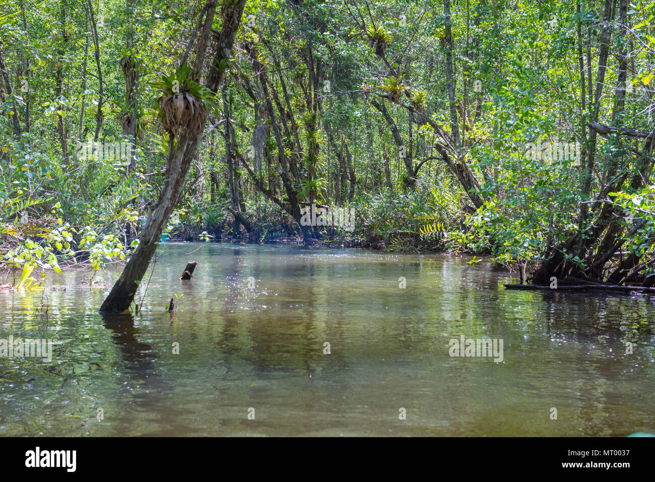 Huge natural mangroves with wide green forest in nature Stock Photo - Alamy
