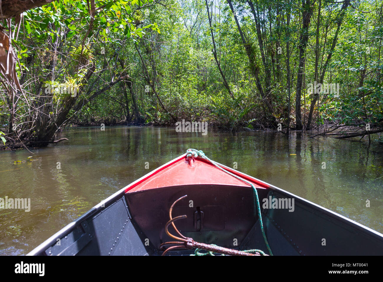Canoe trees hi-res stock photography and images - Alamy