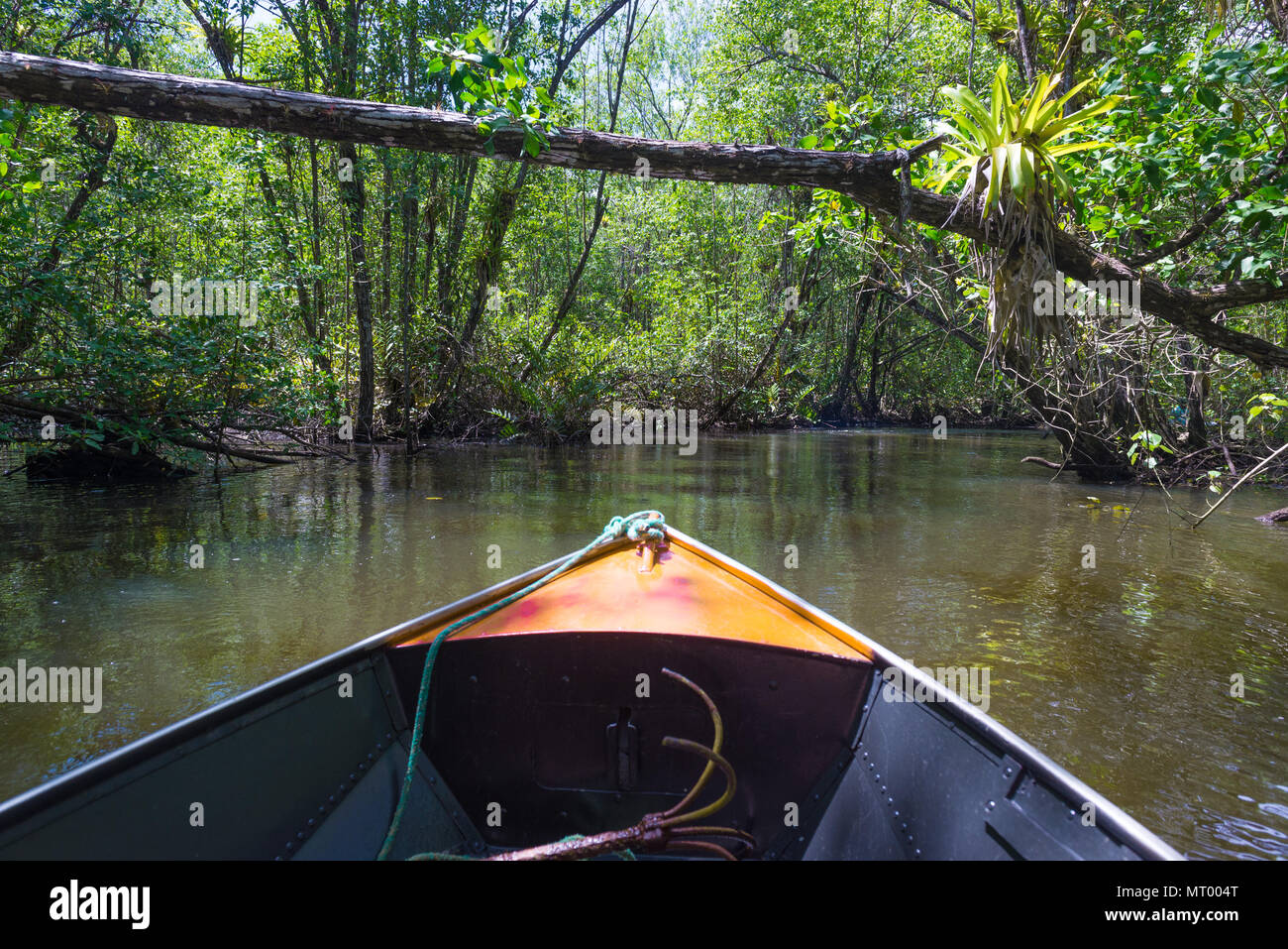 Small boat sailing on mangroves green water under trees tunnel Stock ...