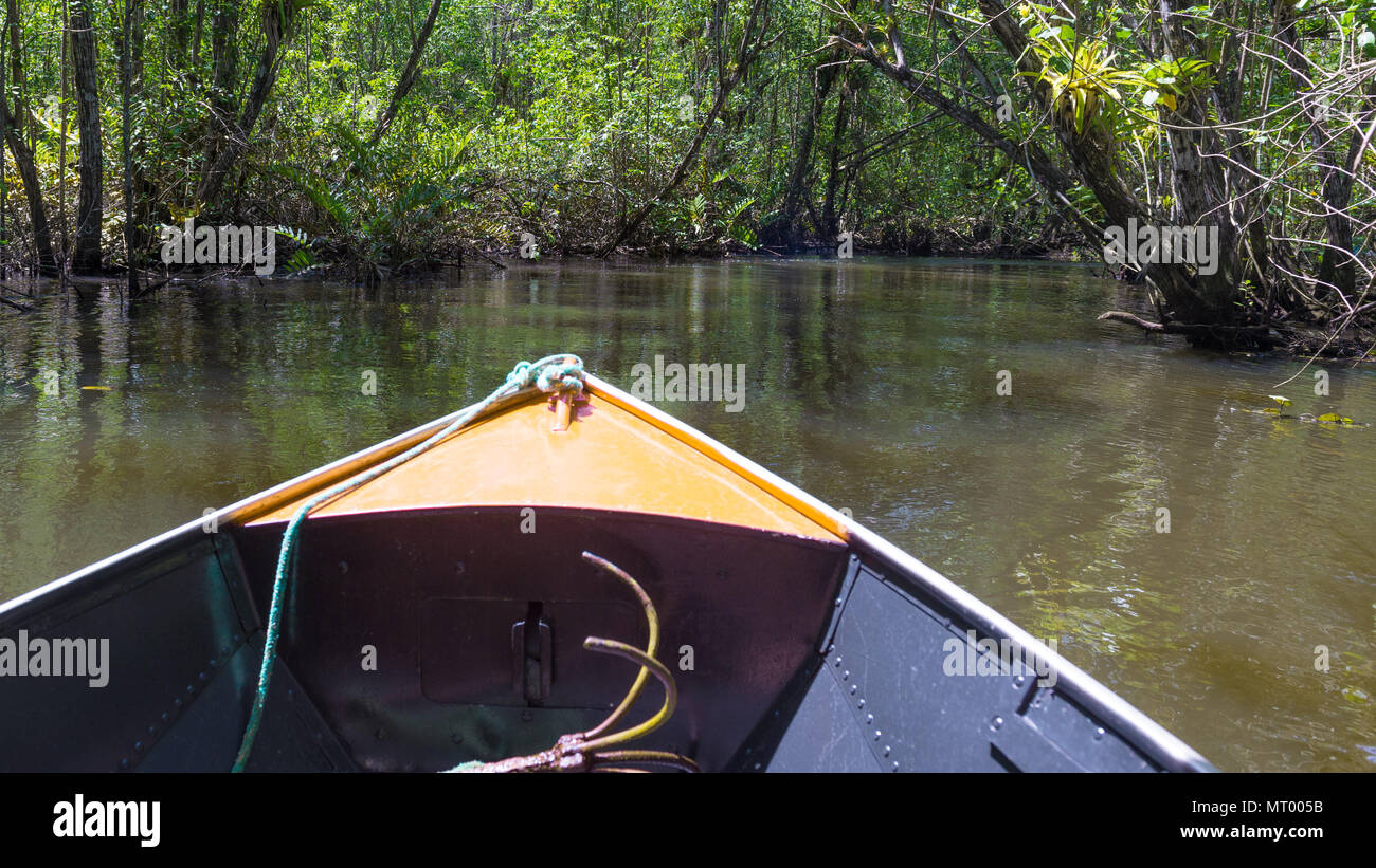 Small boat sailing on mangroves green water under trees tunnel Stock ...