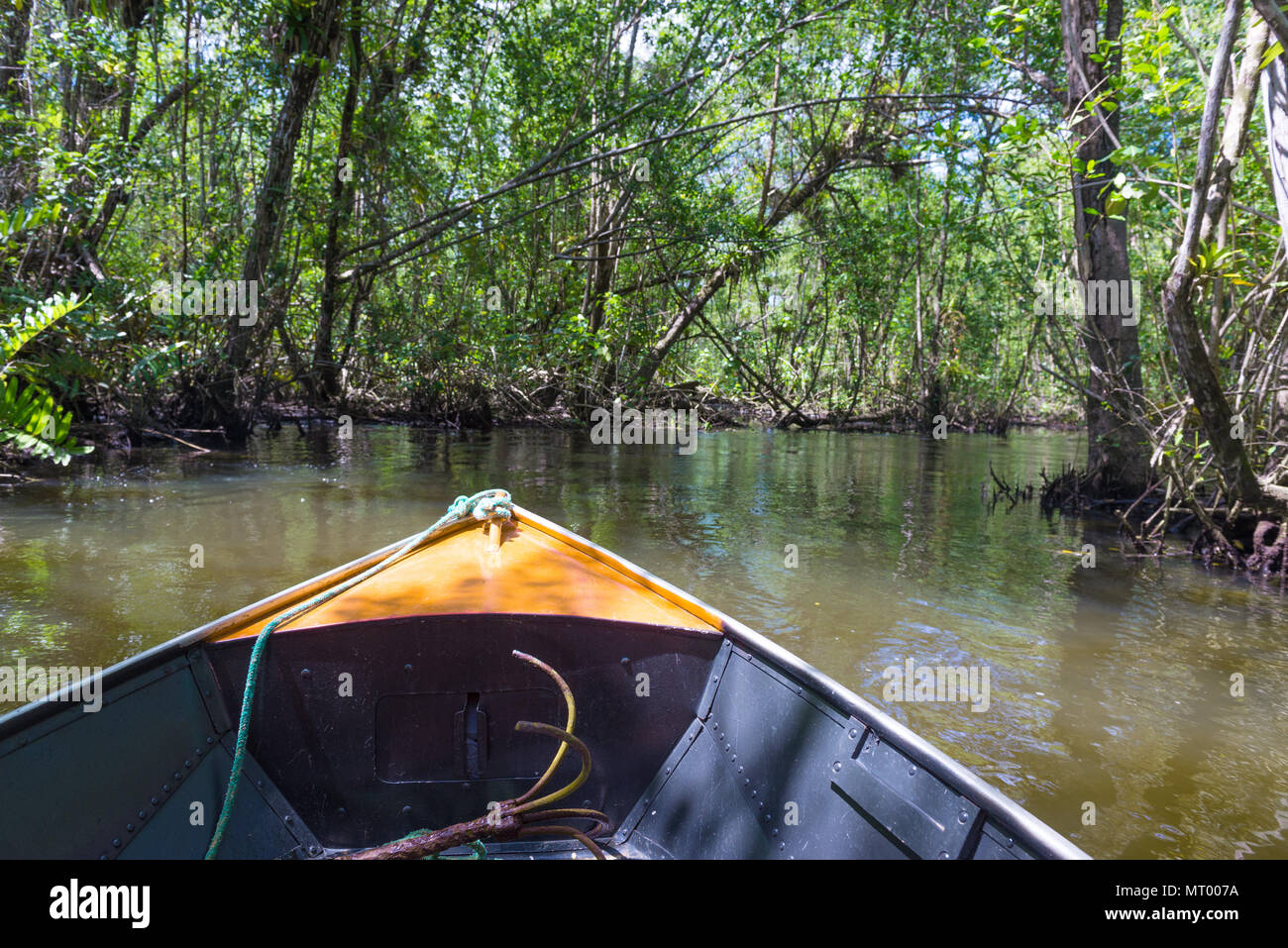 Small boat sailing on mangroves green water under trees tunnel Stock ...