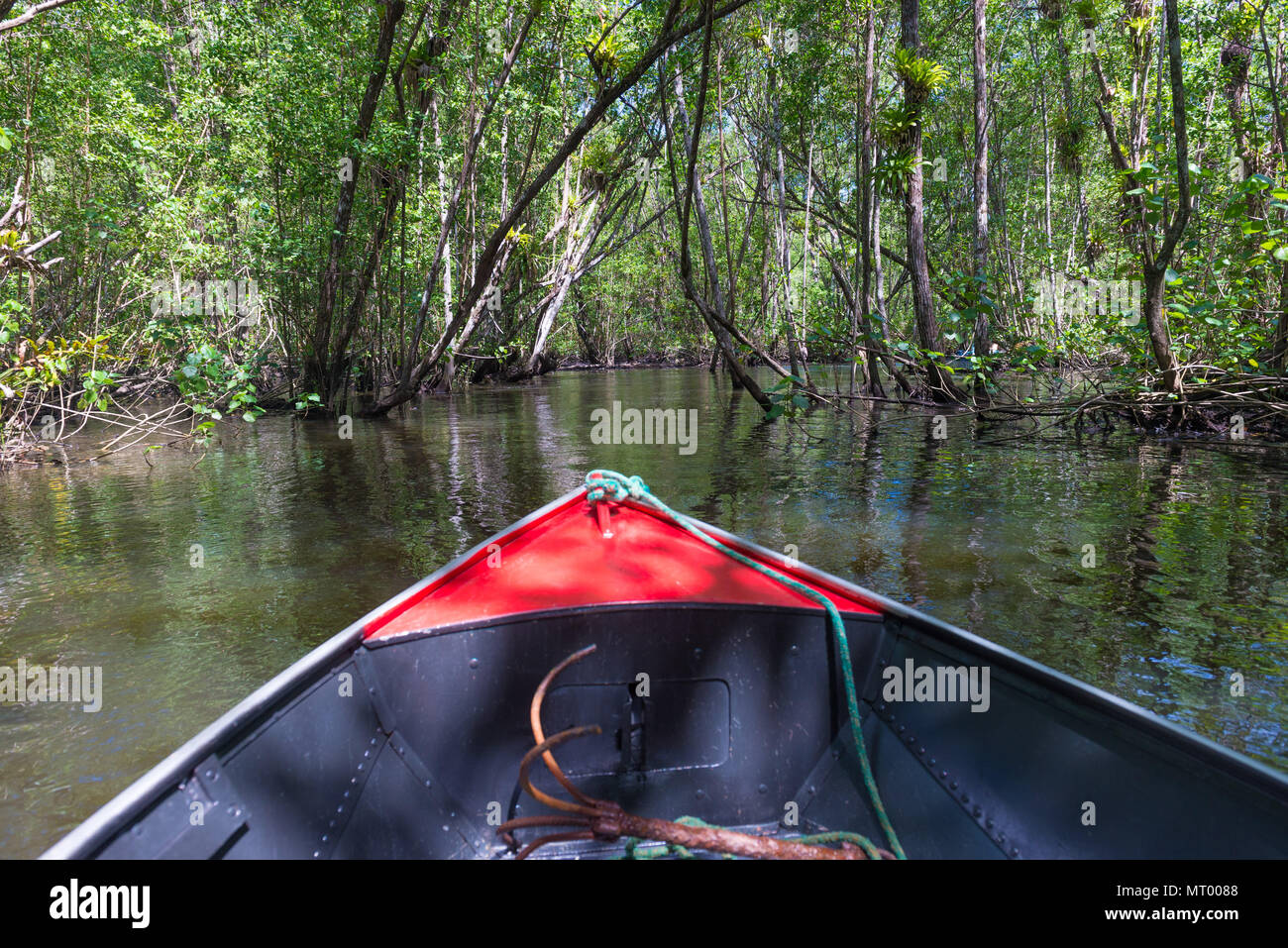 Canoe crossing a mangrove canal under a tunnel of trees Stock Photo - Alamy