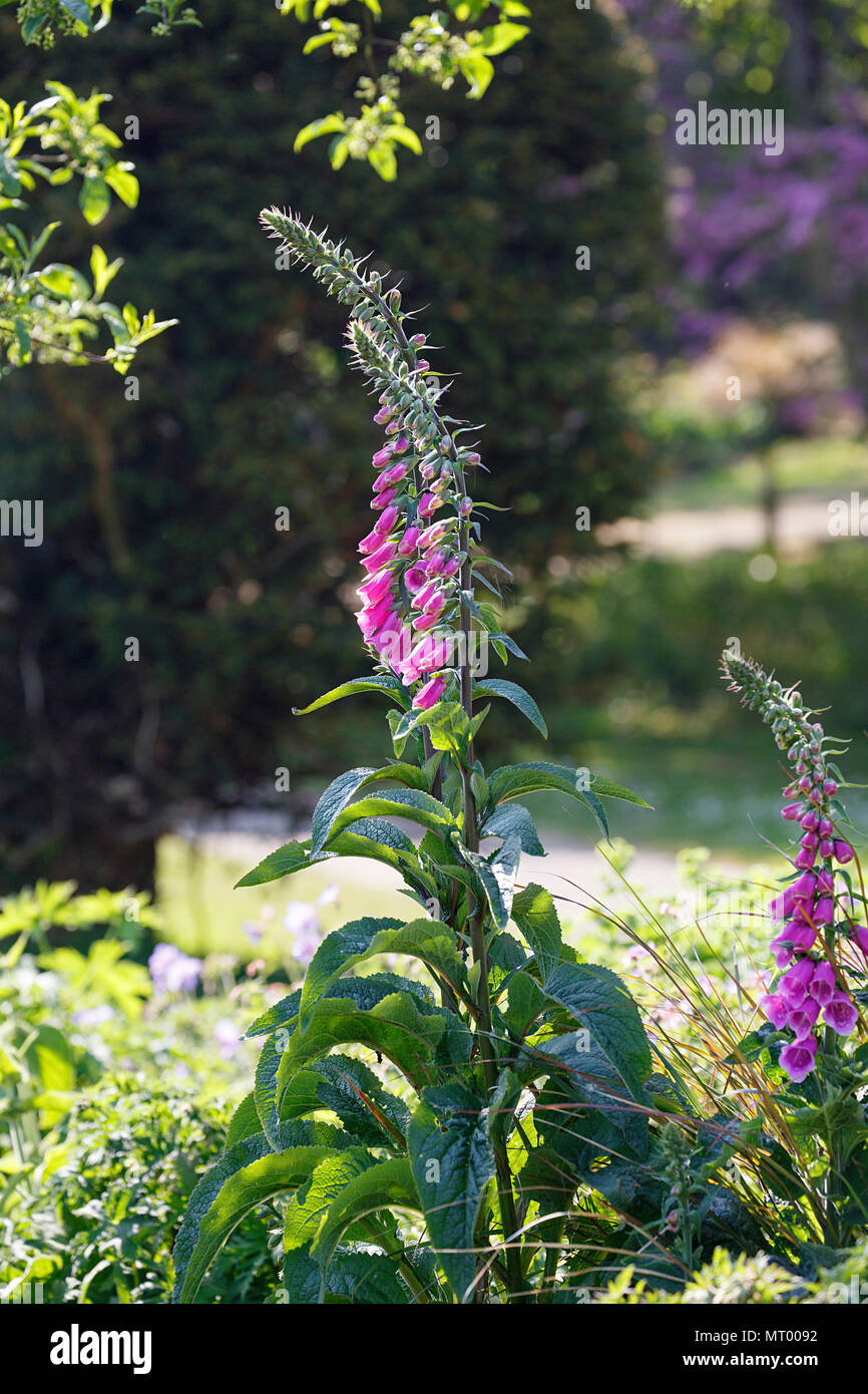 Cottage garden with foxgloves in a vertical format. Digitalis genus ...