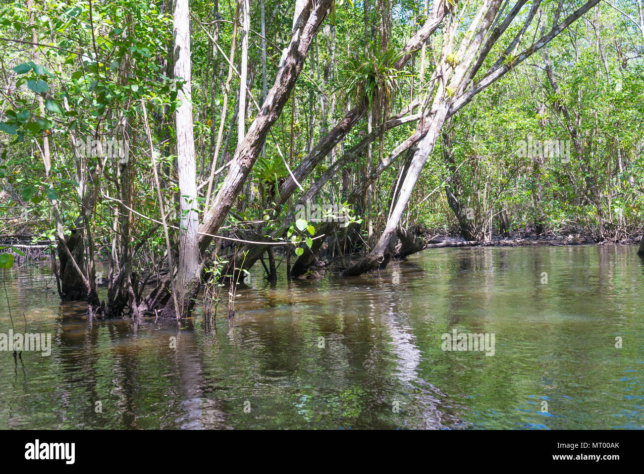 Huge natural mangroves with wide green forest in nature Stock Photo - Alamy